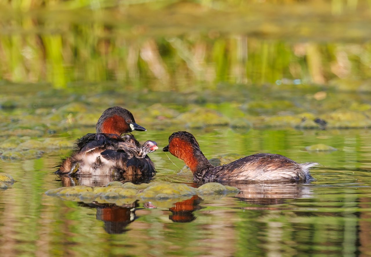 Breeding Success of Little Grebes (Part 2) | JB Nature Photography