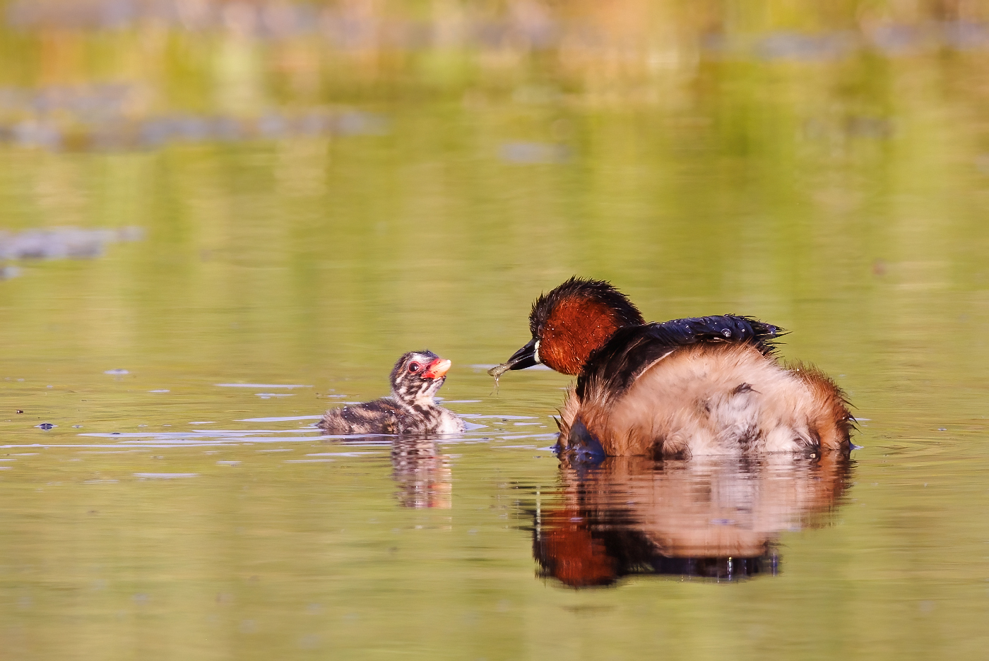 Breeding Success of Little Grebes (Part 2) | JB Nature Photography