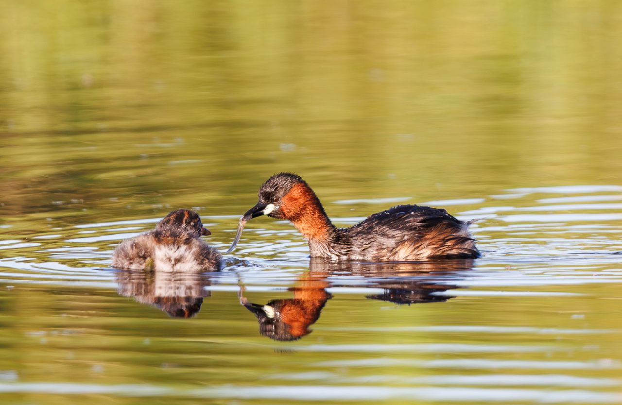 Breeding Success of Little Grebes (Part 2) | JB Nature Photography